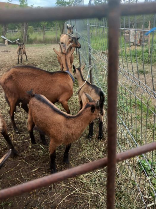 Vand 2 iedute si 3 tapi. Rasa Alpina Franceza Met Spring • OLX.ro