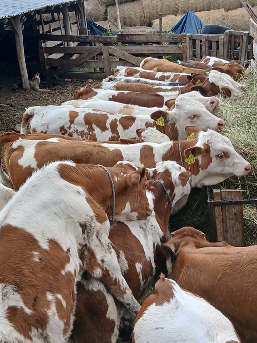 Vand vitei baltata romaneasca Alba Iulia • OLX.ro