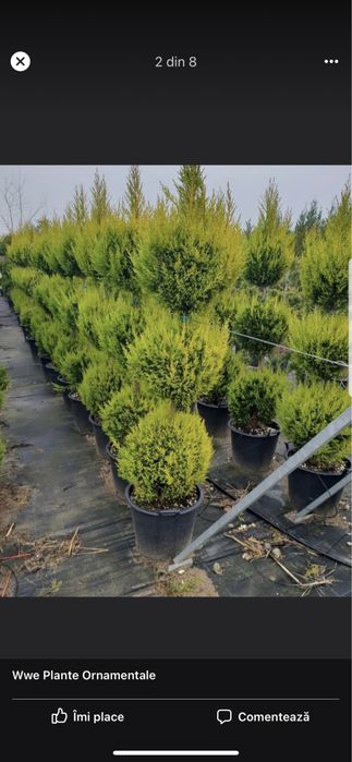 Specialitati. Plante ornamentale forme,tuia,mesteacan Constanta • OLX.ro