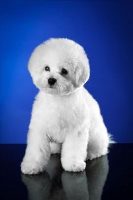 Pui Bichon Frise Bucuresti Sectorul 1 • OLX.ro