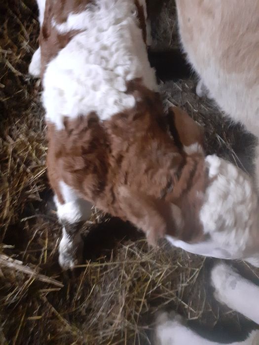 Vacă cu Vițelu vaca are 15 ani și Vițelu 2săptămini se află la Coti ...