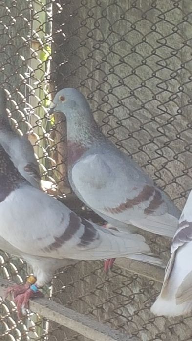 Porumbei voiajor argintii Galati • OLX.ro