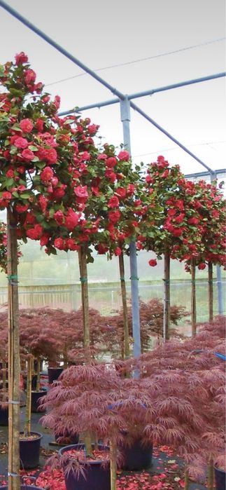 Copacii ornamentali ;magnoli,camelias,trandafiri Pascani • OLX.ro