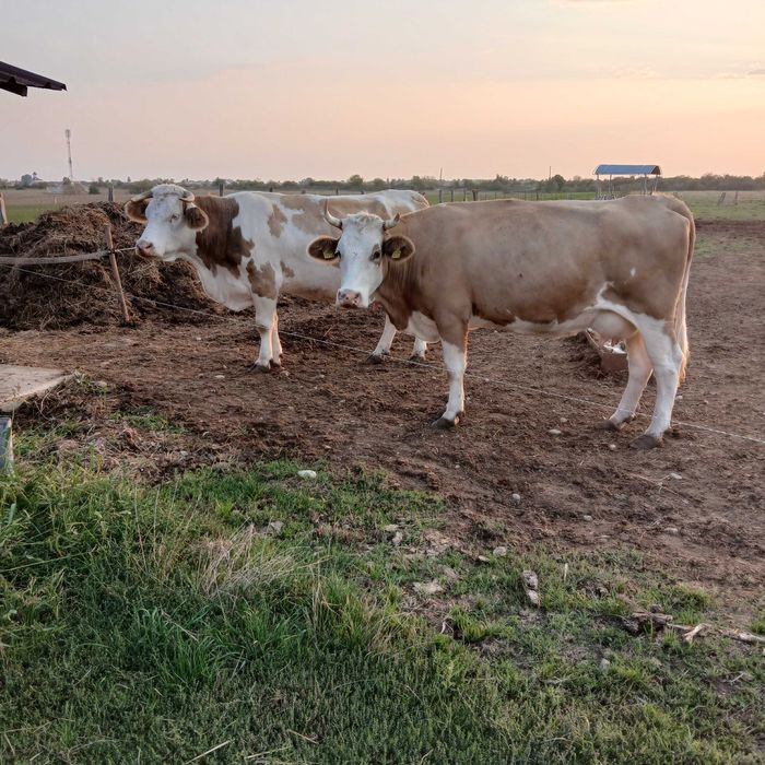 Vaci de lapte si junici Baltata Românească Targoviste • OLX.ro