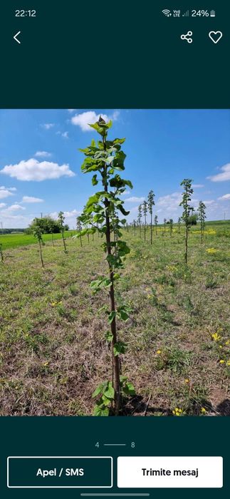 Paulownia Tomentosa Shoot Cu Flori Roz Paulownia Tomentosa Princess Tr ...