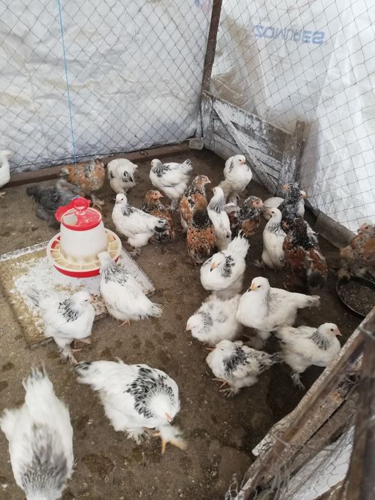 Pui de vânzare brahma 50lei bucata Chiselet • OLX.ro