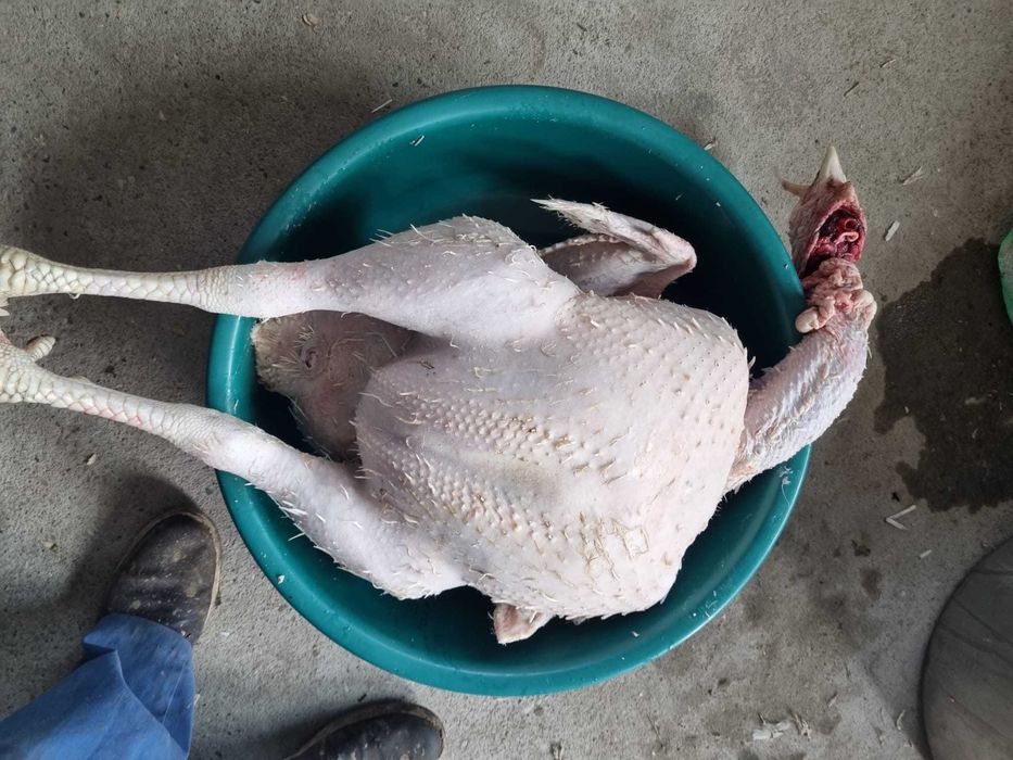 Gaini si ouă de tara in viu NU RASPUND LA MESAJ Sasenii Noi • OLX.ro