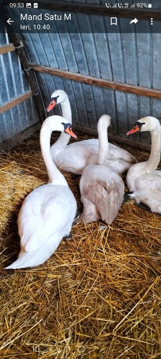 Lebede negre tineret și mature Afumati • OLX.ro