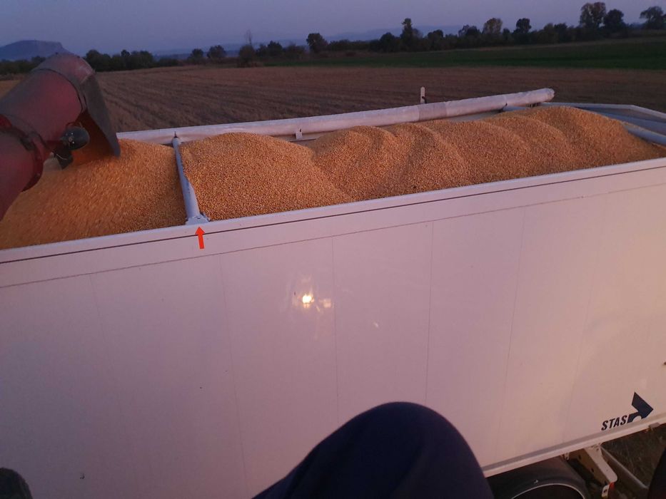 Porumb boabe uscat pioneer si grau Chimindia • OLX.ro