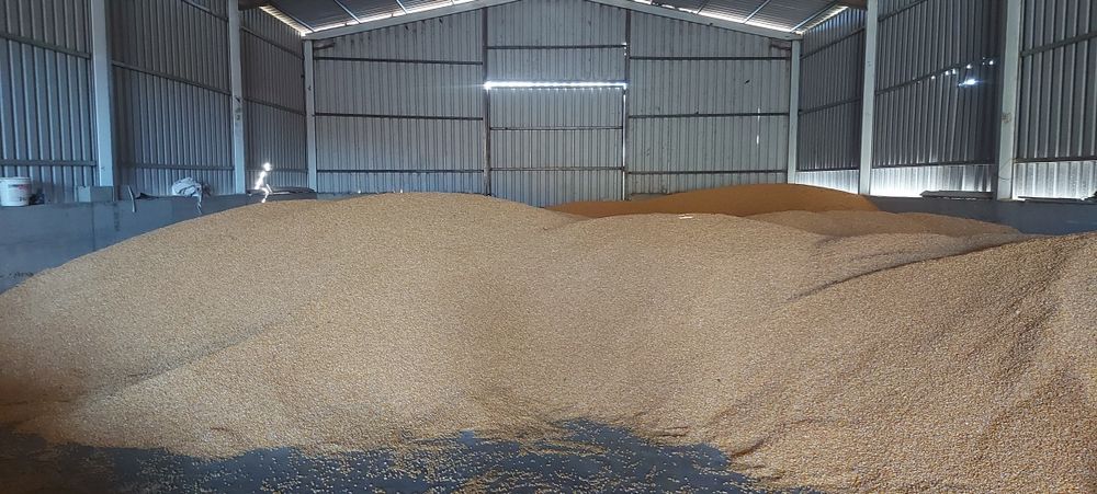 Porumb boabe uscat 2024 Lechinta • OLX.ro