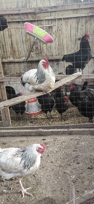 Vand gainii si cocosii Cazanesti • OLX.ro