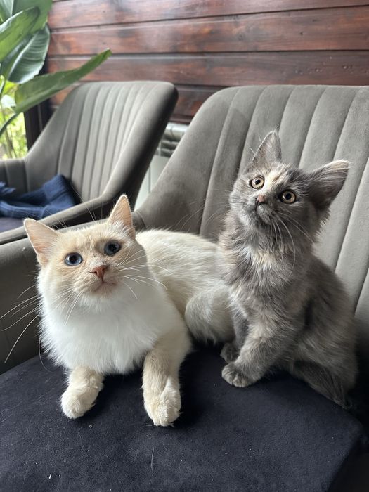 Pui pisica, Turkish blana lunga, gri-albastru, 4 luni Focsani • OLX.ro