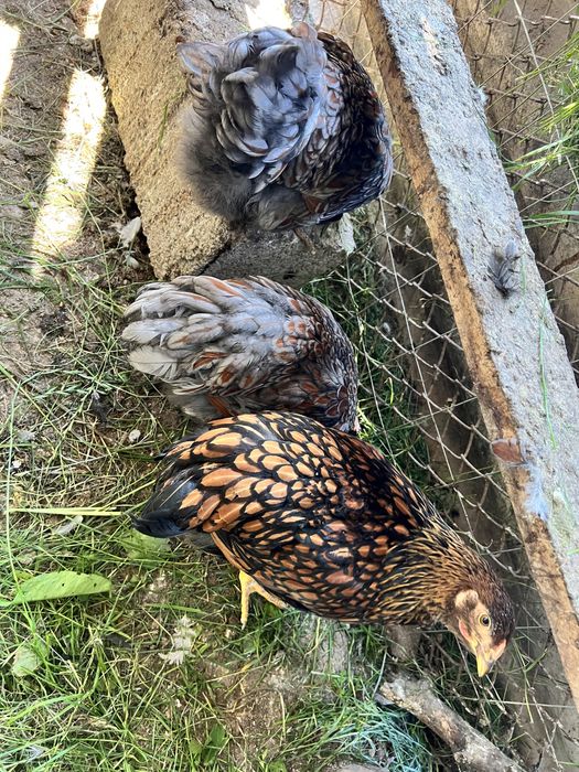 Pui Wyandotte GSG rosu-albastru Australorp negru albastru Targu Jiu • OLX.ro