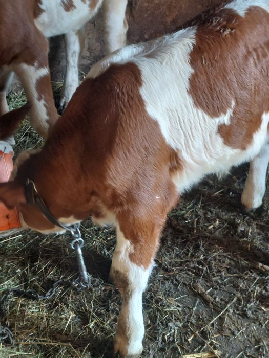 Vacă bălțată cu vițel Valea Merilor • OLX.ro