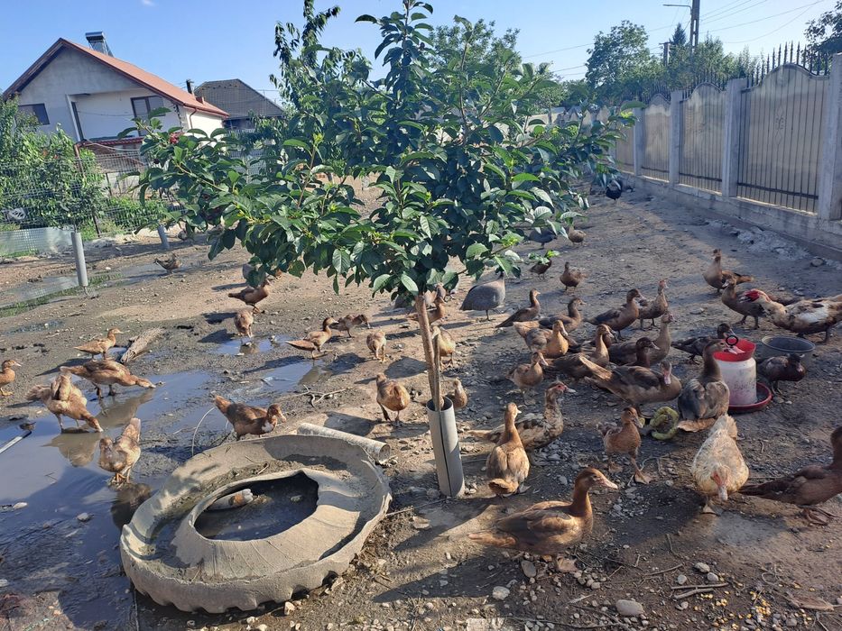 Boboci de rață mută ciocolati la 2 luni și la 1 luna Marcesti • OLX.ro