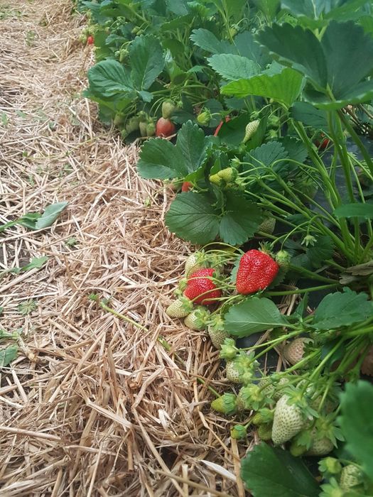 Stoloni Capsuni ALBION,soi anual Elsanta etc. Tecuci • OLX.ro