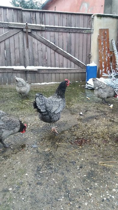 Pui de gaina - rasa Australorp Timisoara • OLX.ro