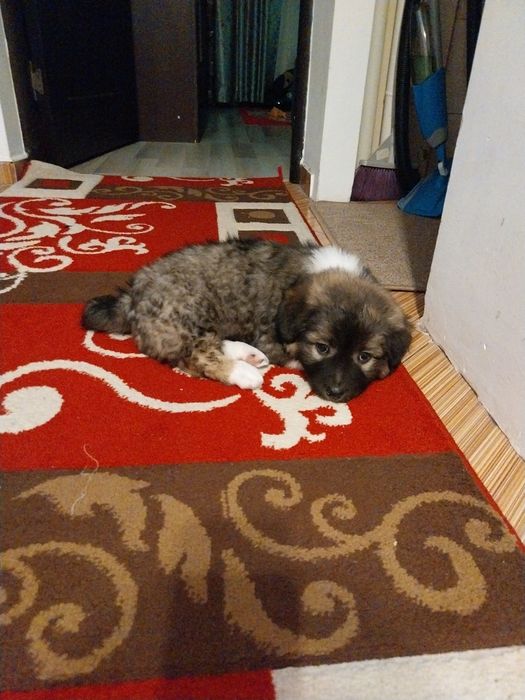 Pui catel ciobanesc Bucuresti Sectorul 4 • OLX.ro