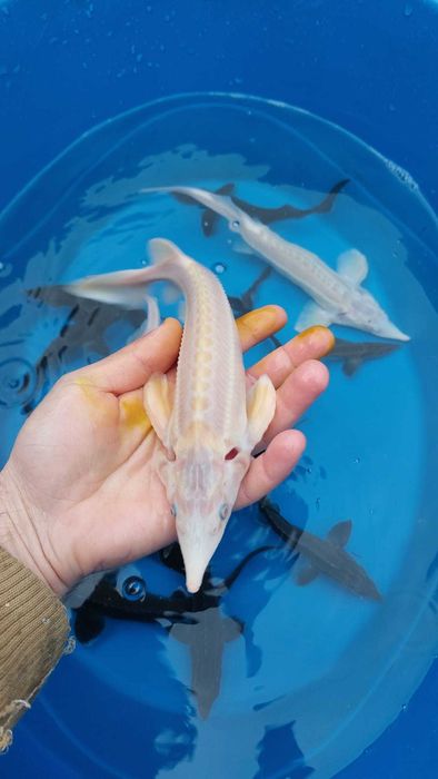 Crapi koi Japonia, butterfly, sturioni, pesti sanitari, pesti iaz ...