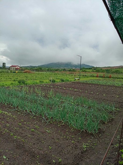 Vând casă la țară în județul Cluj, Fodora • OLX.ro