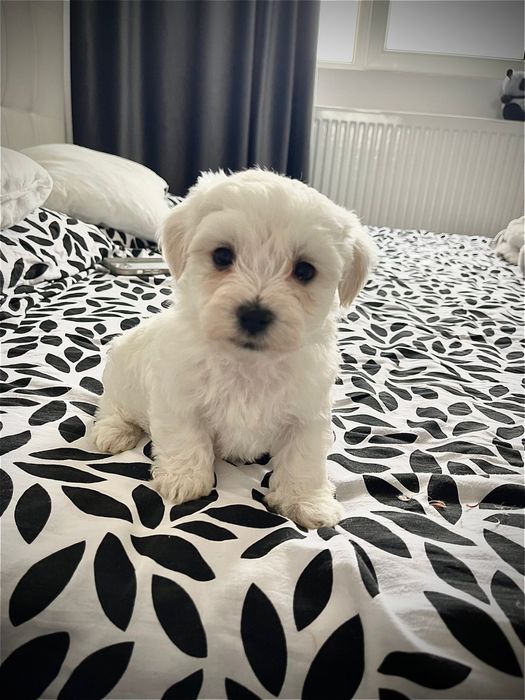 Bichon Malteser Mini Toy Resita • OLX.ro