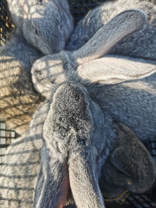 Vând iepuri cu ochi albaștri - rasă de carne Bailesti • OLX.ro