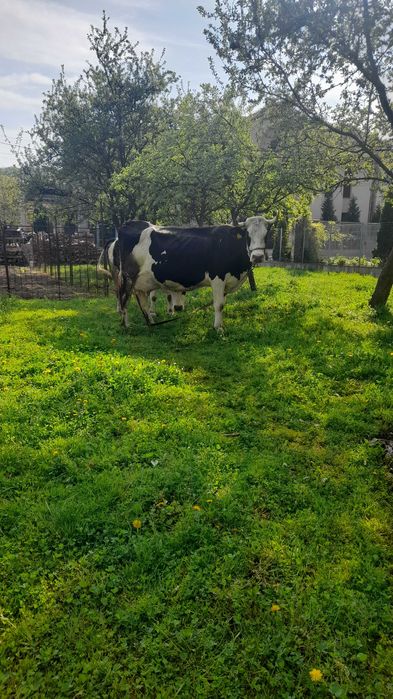 Vand vaca baltata pe negru de 7 ani este buna de lapte peste 20l Maguri ...
