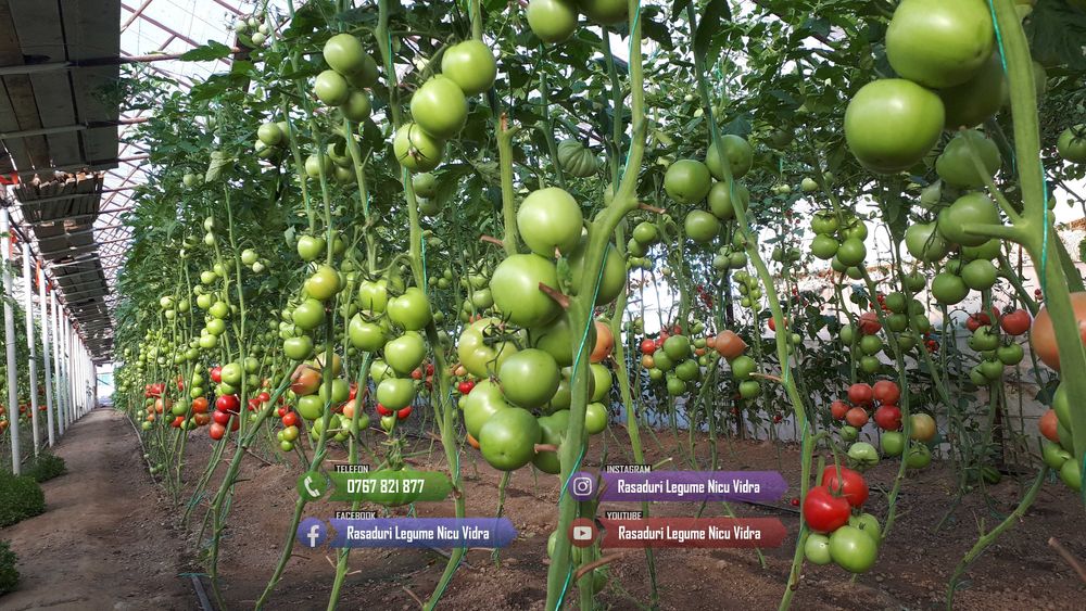 Vand rasaduri legume : Rasad de rosii / tomate castraveti ardei vinete ...