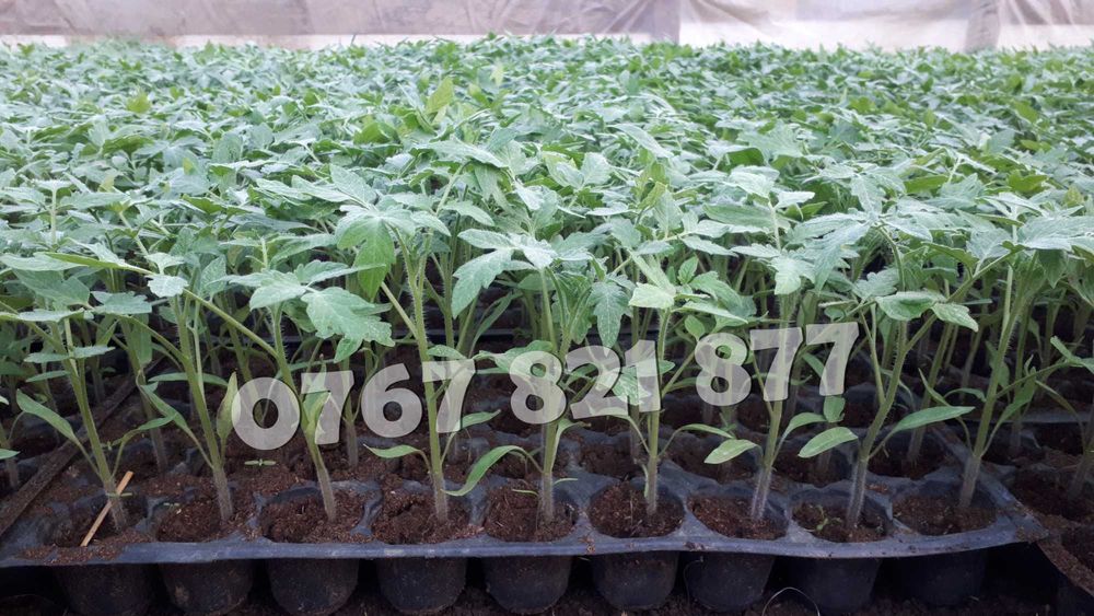 Vand Rasad Rosii Vinete Ardei Castraveti si alte Rasaduri Legume 2025 ...