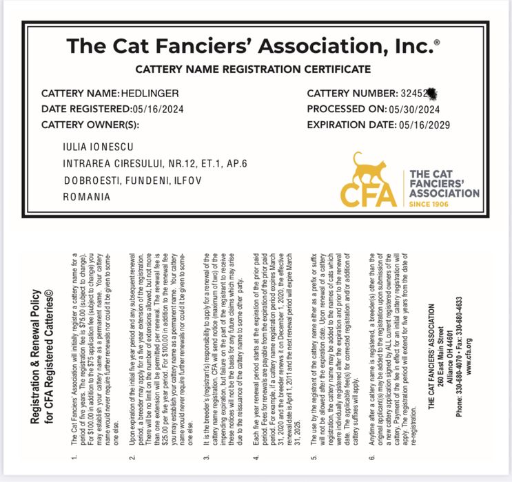 Pisica persana pedigree CFA Fundeni • OLX.ro