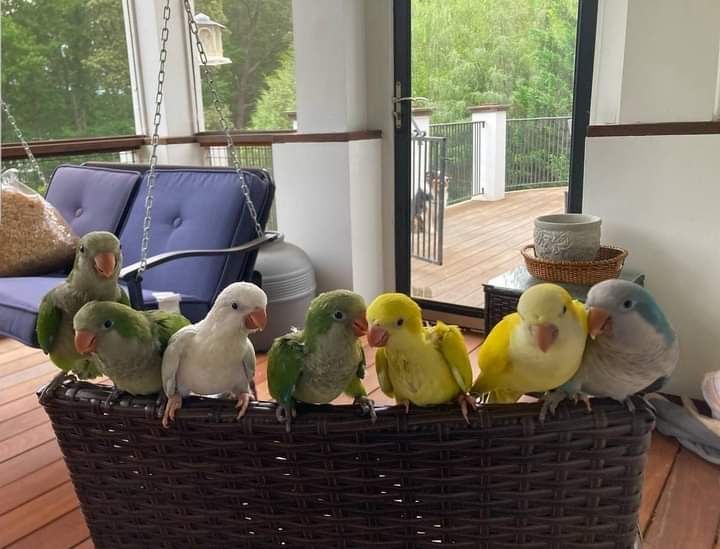 Micu alexandru Perechi si pui de papagali calugar, pyrrhura, rosella ...