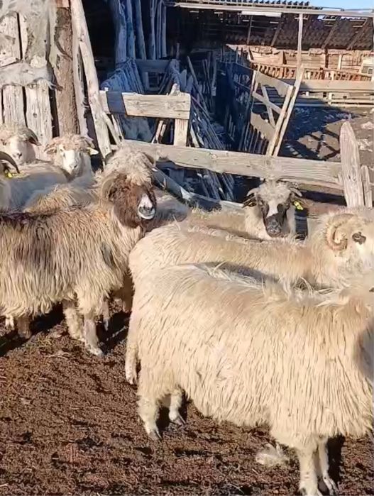 Vând oi turcane Comsesti • OLX.ro