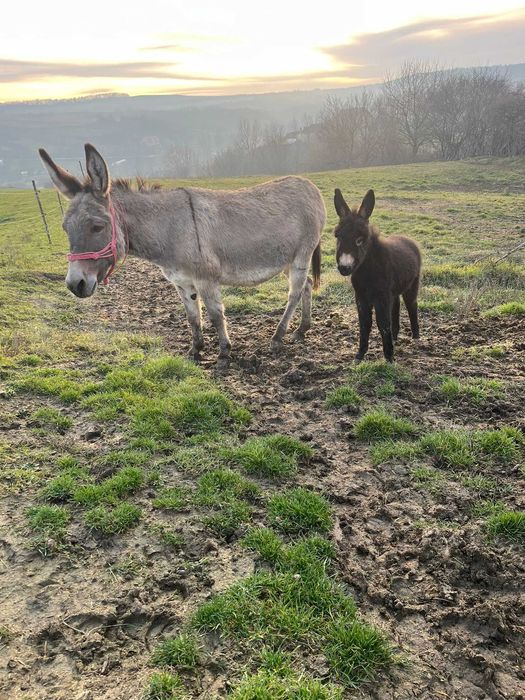 Vand magarita cu pui,cu lapte Hidiselu de Sus • OLX.ro