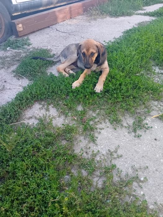 Donez trei pui de câine, cu vârsta de 3 luni. Sunt foarte drăgălași ...