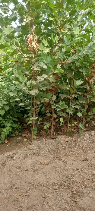 Лола дарахти, чинор. Ҳар хил арчалар, манзарали дарахтлар: 400 000 so’m ...