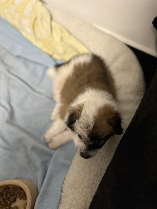 Catelus spre adoptie Galati • OLX.ro