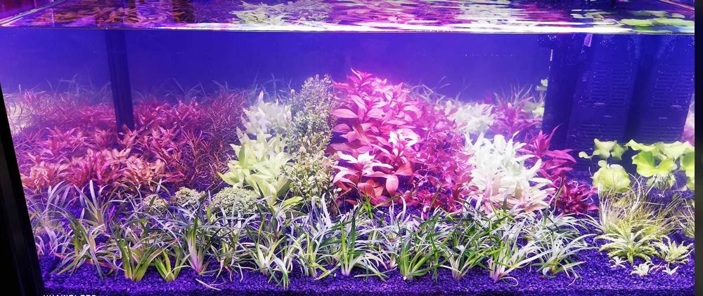 Plante si pesti de Acvariu multiple modele Bucuresti Sectorul 2 • OLX.ro