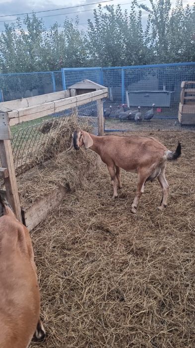 Capre anglo nubiene Cajvana • OLX.ro