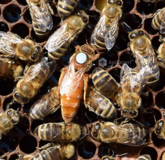 Vand matci/ regine, roiuri 2024 Visina • OLX.ro