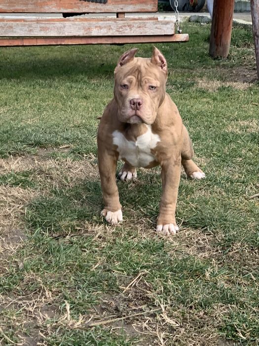 American Bully Mascul Merle Ilfov Buftea • OLX.ro