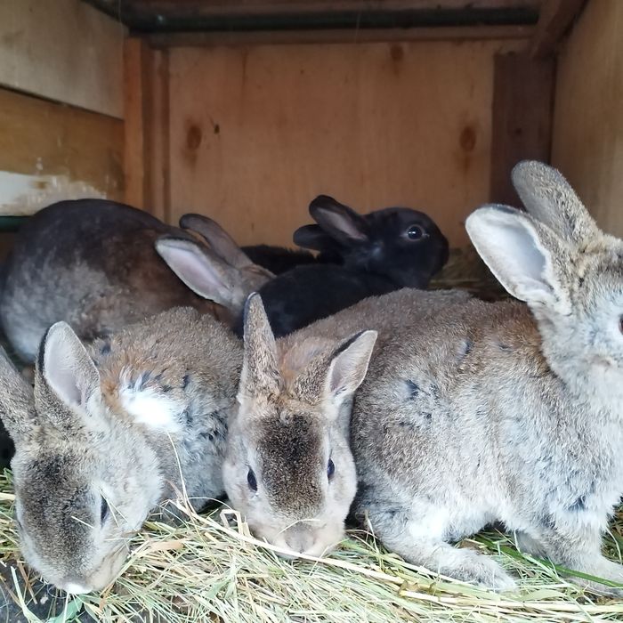 Vând iepuri rex castor pitic Purcareni • OLX.ro