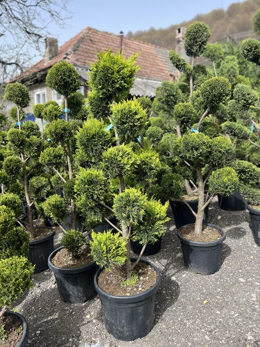 Evounimous photinia maslin bonsai leylandi Craiova • OLX.ro