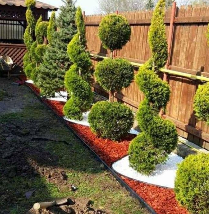 Specialitati. Plante ornamentale forme,tuia,mesteacan Constanta • OLX.ro