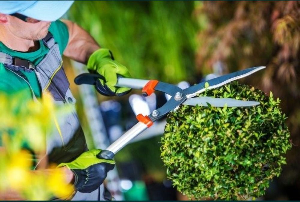 Amenajări grădini/ întreținere spații verzi Mangalia • OLX.ro