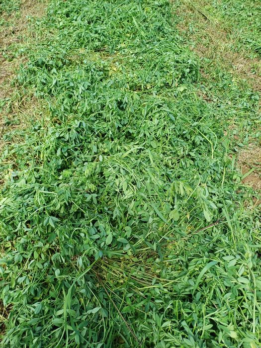 Baloti de lucerna Tarlungeni • OLX.ro