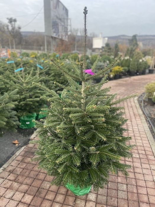 Vând brazi verzi la ghiveci și arginti Caransebes • OLX.ro