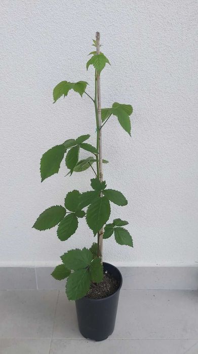 Mur fara ghimpi Triple Crown Oradea • OLX.ro