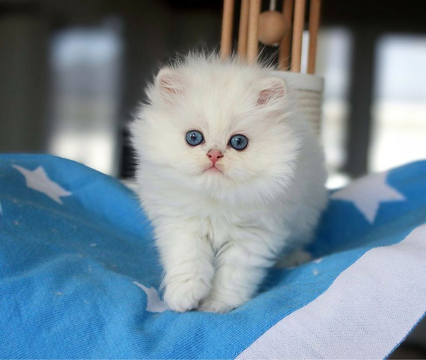 British white puiut frumos Bucuresti Sectorul 5 • OLX.ro