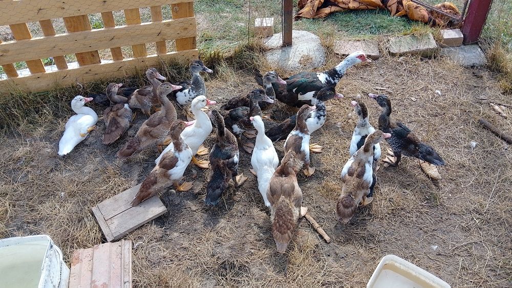 Rate mute pui 2024 Aghiresu-Fabrici • OLX.ro