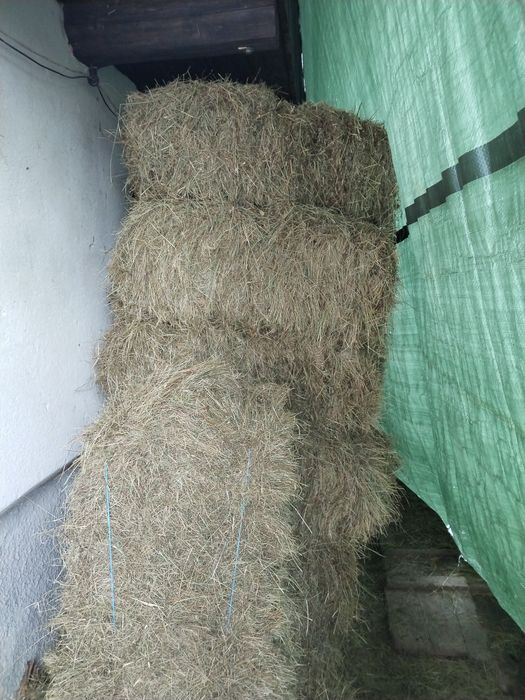 baloti fan de vanzare ' Anunturi ' OLX.ro